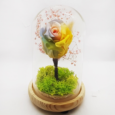 POOM | LED 유리돔 레인보우 로즈 무드등 - 프리저브드 드라이플라워