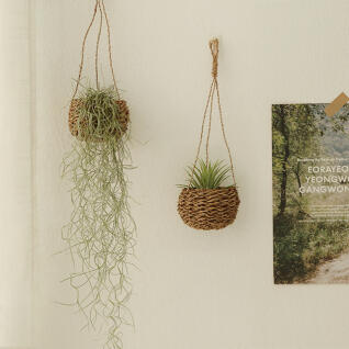 POOM | 공기정화식물 - 이오난사 행잉바구니set [2type]
