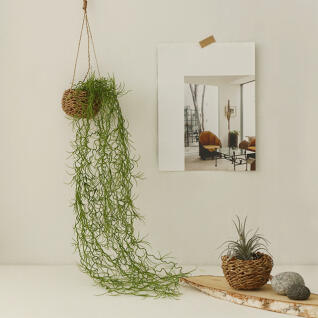 POOM | 조화 틸란드시아 바스켓set [2type]
