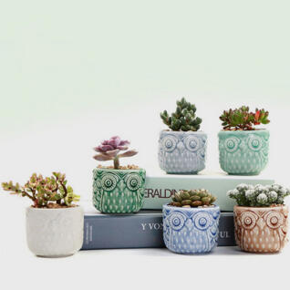 POOM | 고급스러운 부엉이화분 6p세트(다육포함)