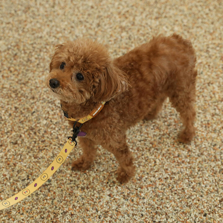 POOM | 카카오프렌즈 춘식이 반려동물 리드줄 2M 산책용품