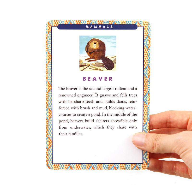 POOM | [공간27] 내추럴 사이언스 영어카드