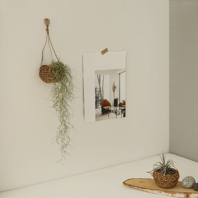POOM | 공기정화식물 - 이오난사 행잉바구니set [2type]