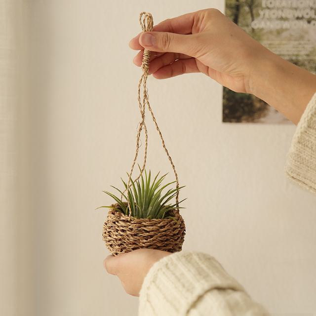 POOM | 공기정화식물 - 이오난사 행잉바구니set [2type]