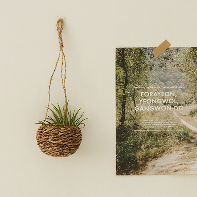 POOM | 공기정화식물 - 이오난사 행잉바구니set [2type]