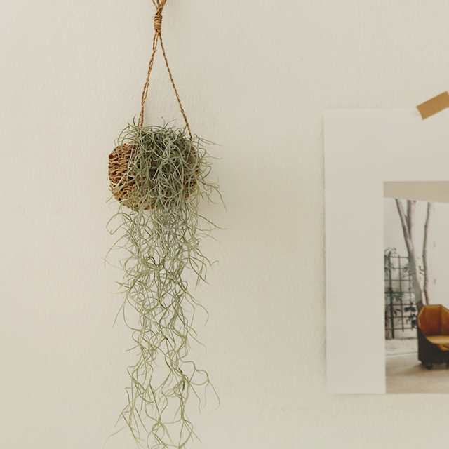 POOM | 공기정화식물 - 이오난사 행잉바구니set [2type]
