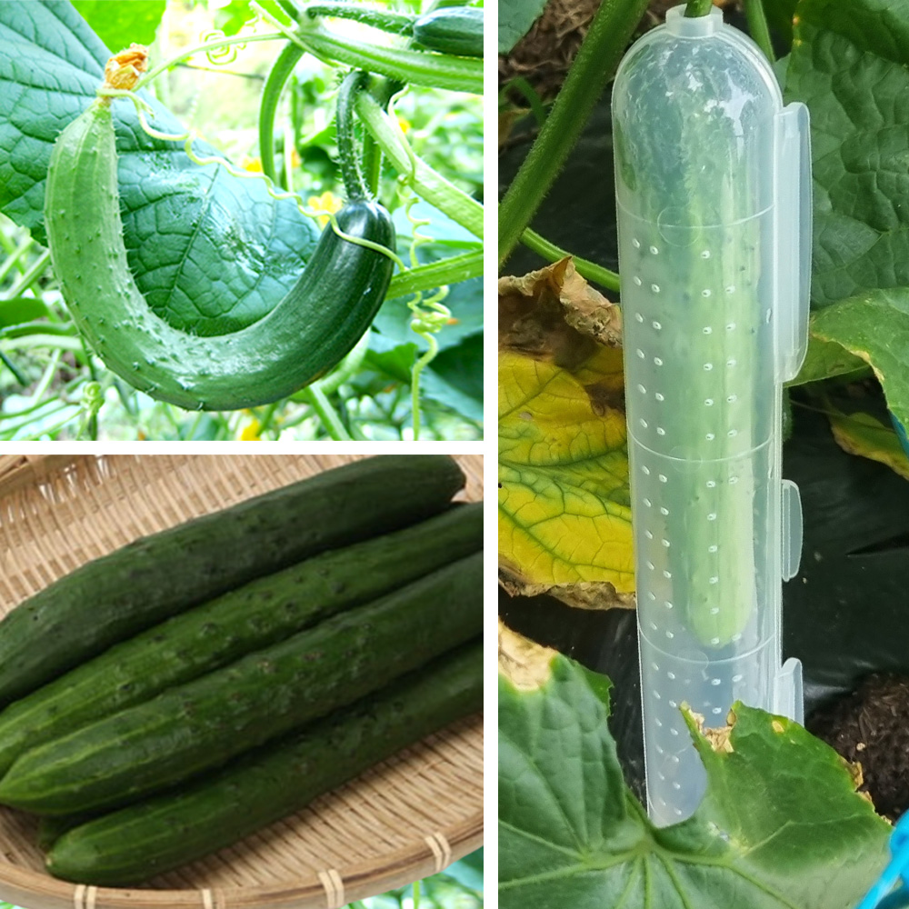 POOM | 국내생산 취청 성장 오이캡 150개 오이 재배 주말농장