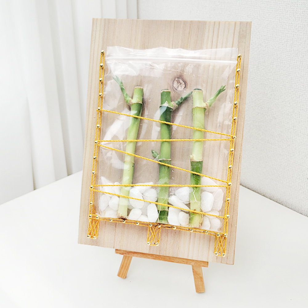 POOM | 개운죽 키우기 스트링아트 만들기 패키지 DIY/KIT 나무